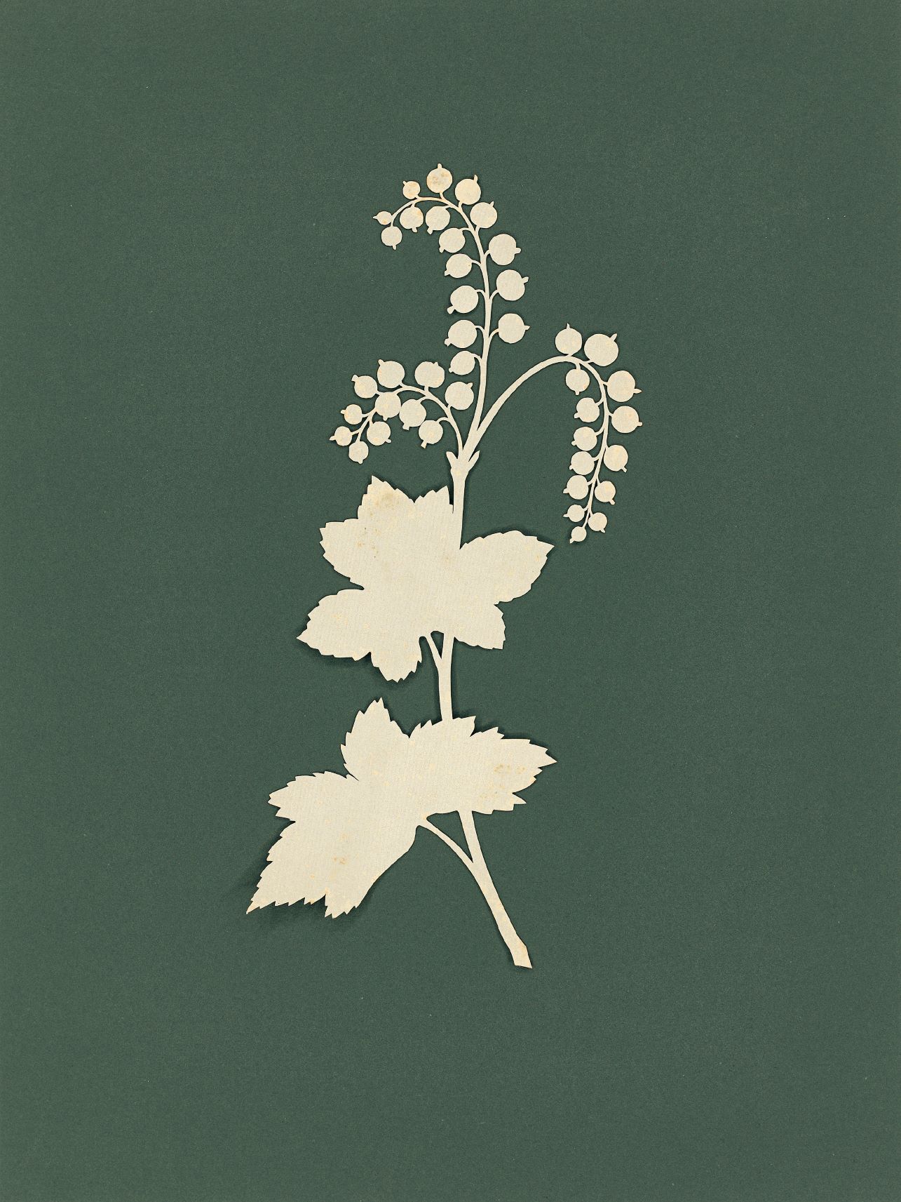 Florale Pracht: Elf Scherenschnitte Runges für das Dresdener ...